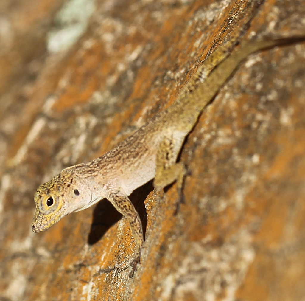 Bark Anole from Sewall's Point, FL 34996, USA on April 17, 2023 at 05: ...