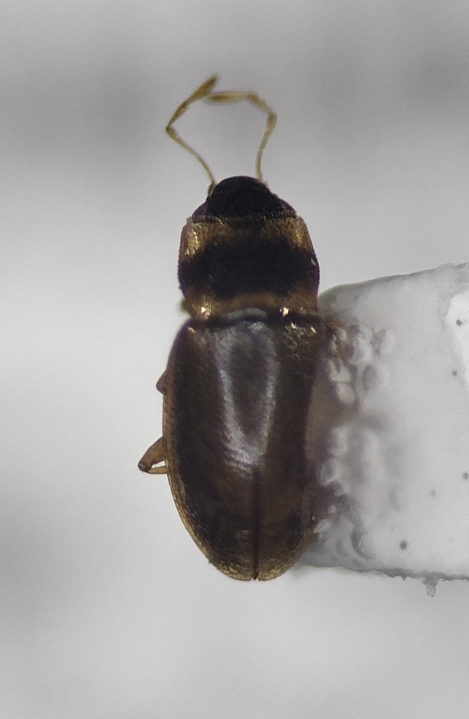 Hydraena from University Lake on January 29, 2023 by Joel DuBois ...