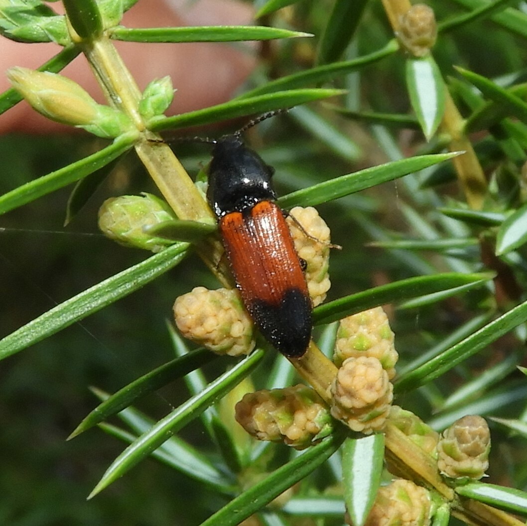 Ampedus balteatus (Linnaeus, 1758)