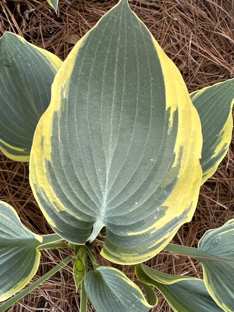 hostas from Summerchase Ct, Columbus, GA, US on April 23, 2023 at 06:06 ...