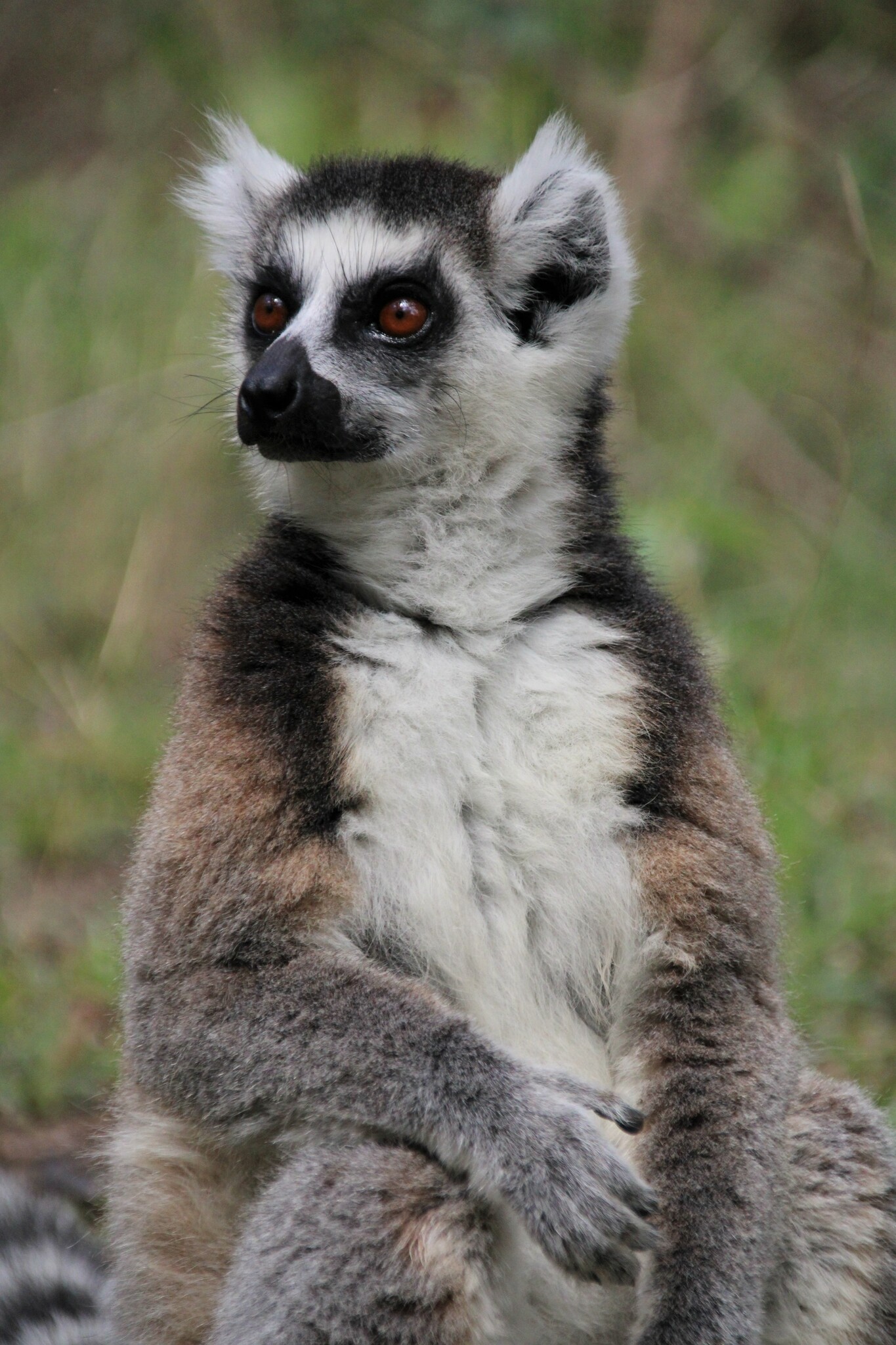 Lemur catta Linnaeus, 1758