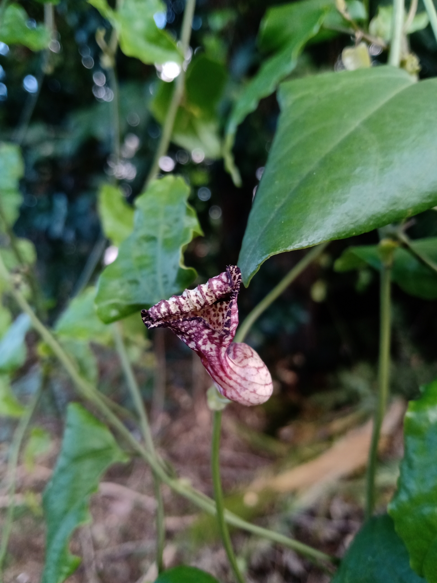 Aristolochia triangularis Cham.