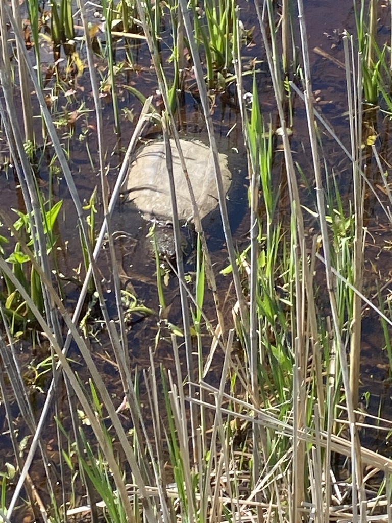 Common Snapping Turtle from Troy Meadow Rd, Parsippany, NJ, US on April ...