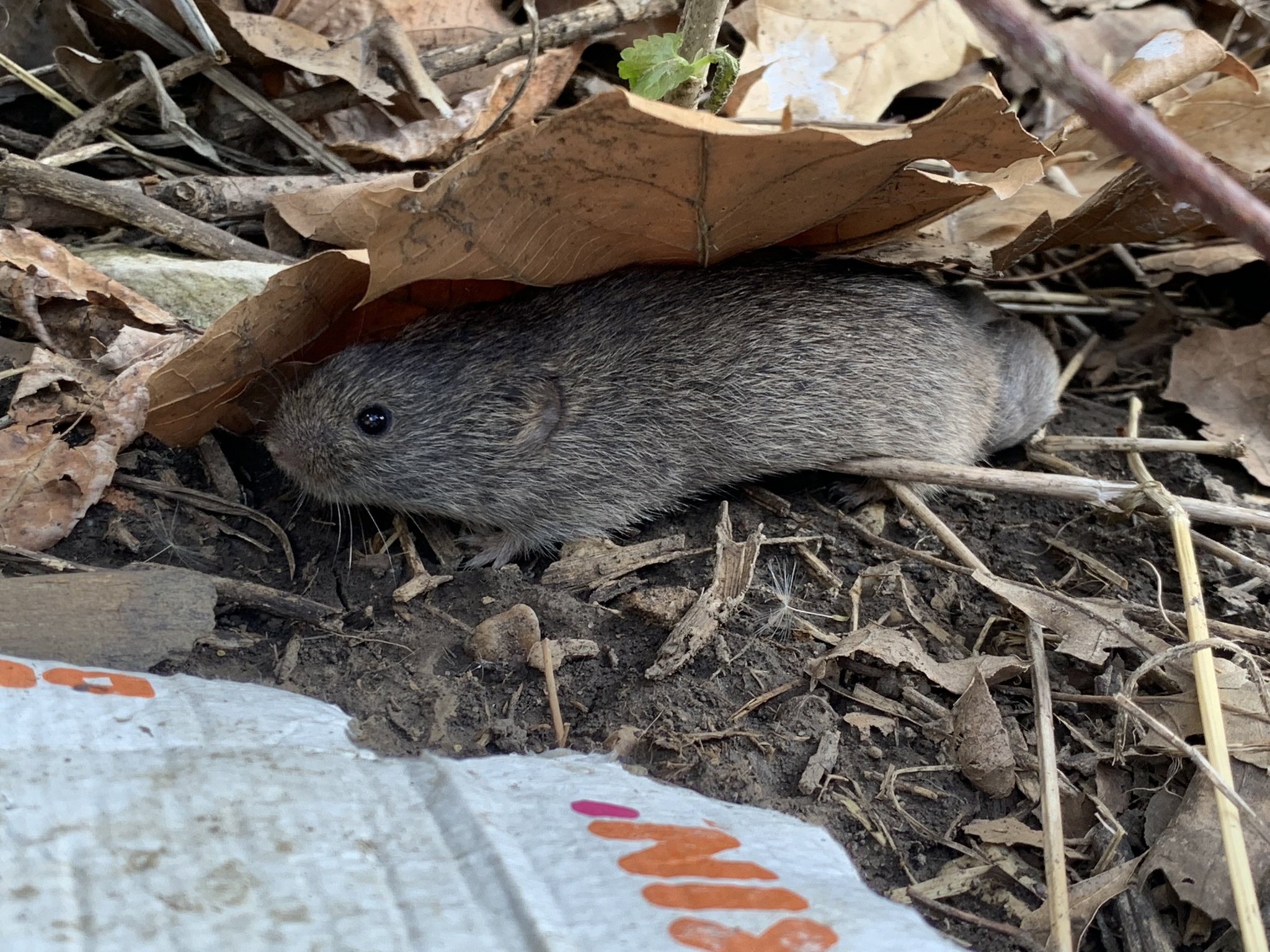 Microtus ochrogaster (Wagner, 1842)