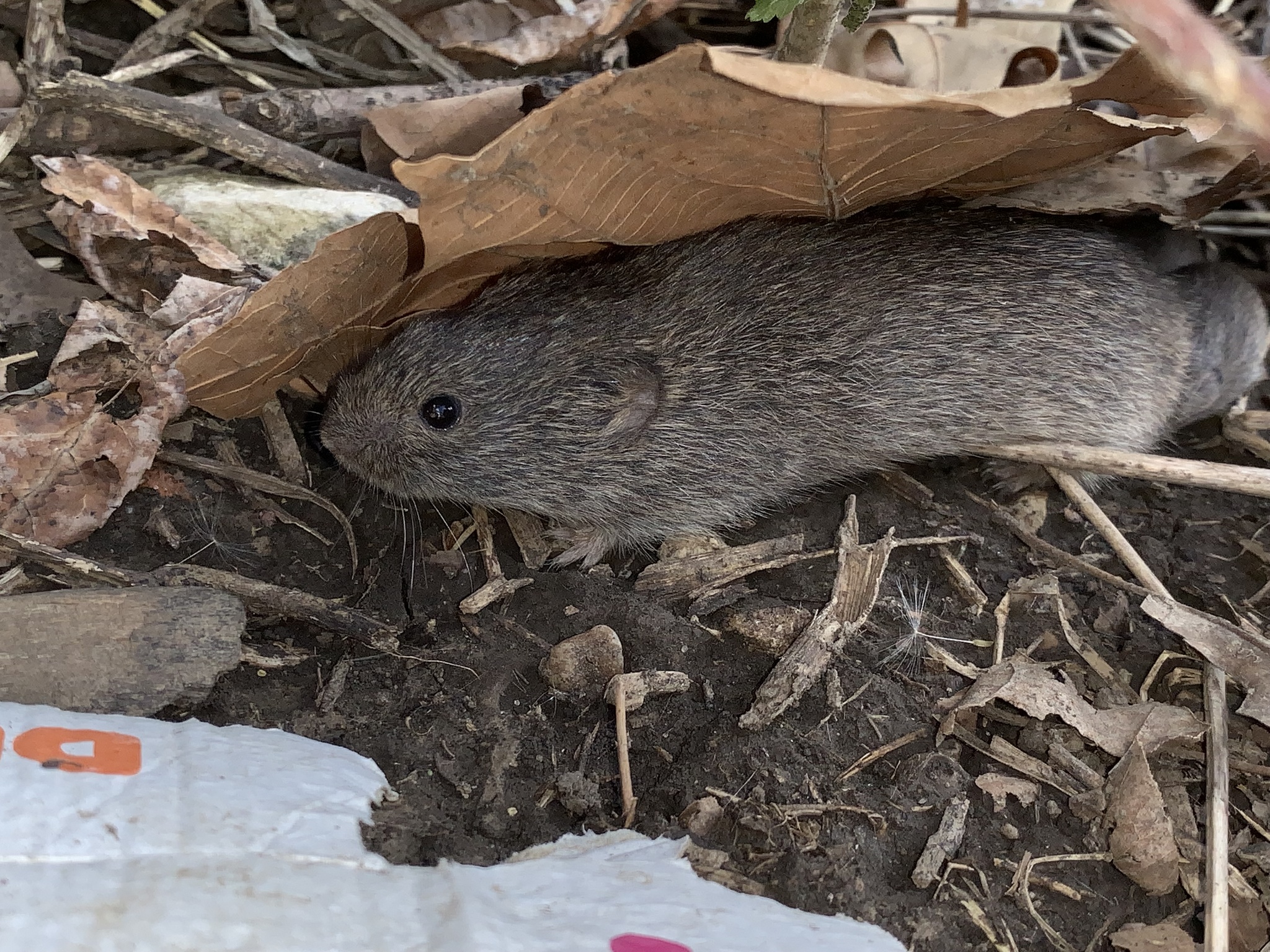 Microtus ochrogaster (Wagner, 1842)