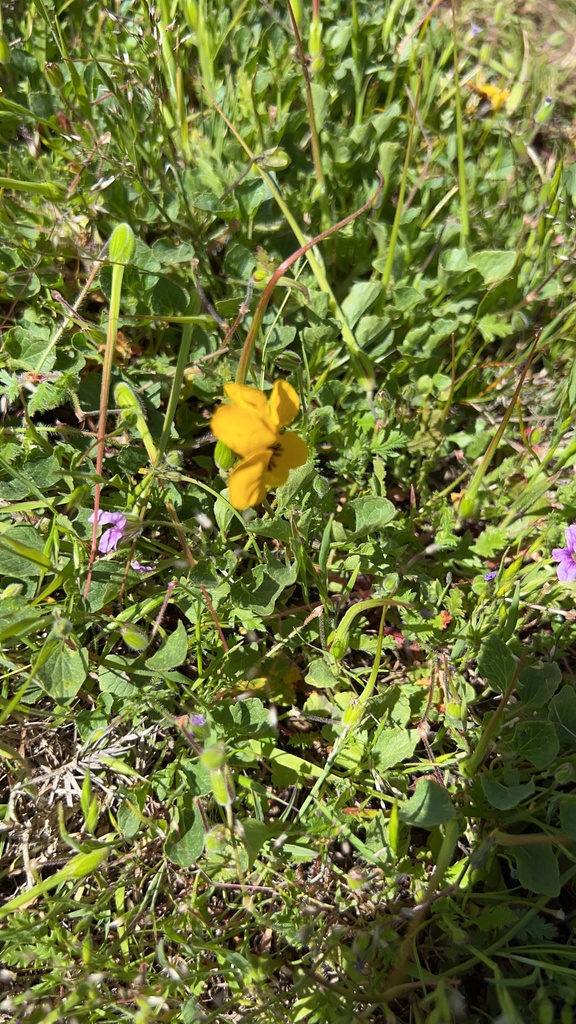 California Golden Violet from CA-113, Dixon, CA, US on April 22, 2023 ...