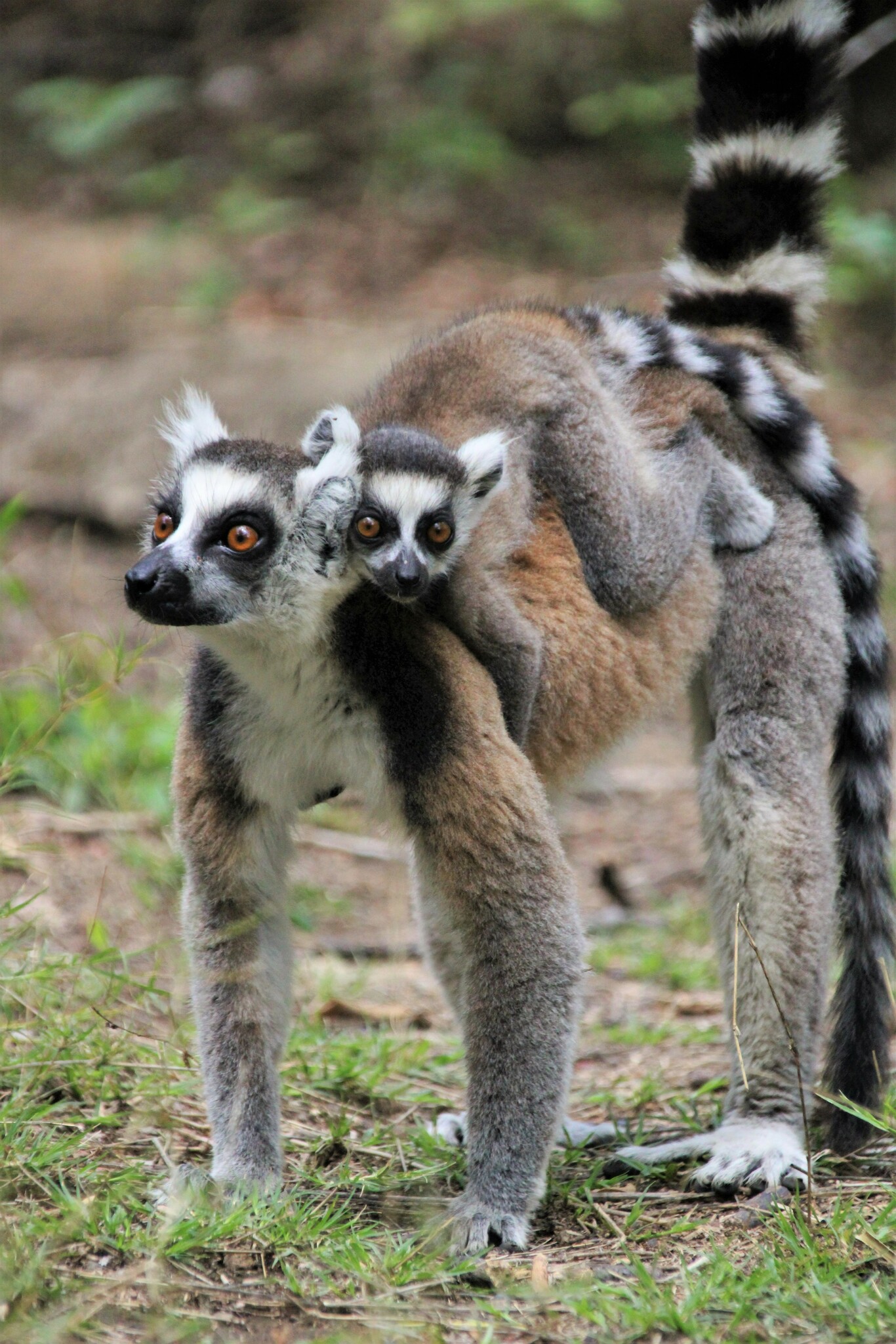Lemur catta Linnaeus, 1758