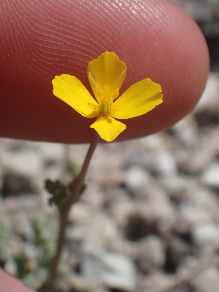 Little Gold Poppy from Red Rock Canyon State Park, Kern County, US-CA ...