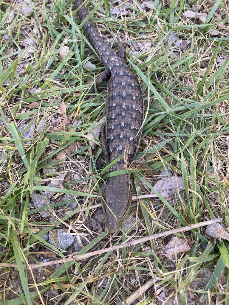 Southern Alligator Lizard from Via Las Nubes, Riverside, CA, US on ...