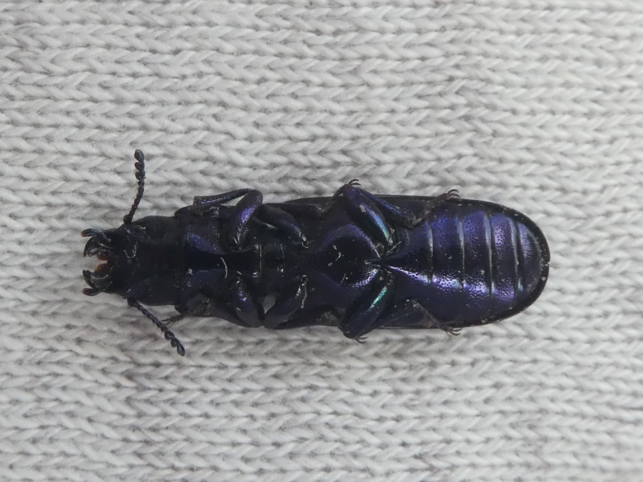 Temnoscheila caerulea (Olivier, 1790)