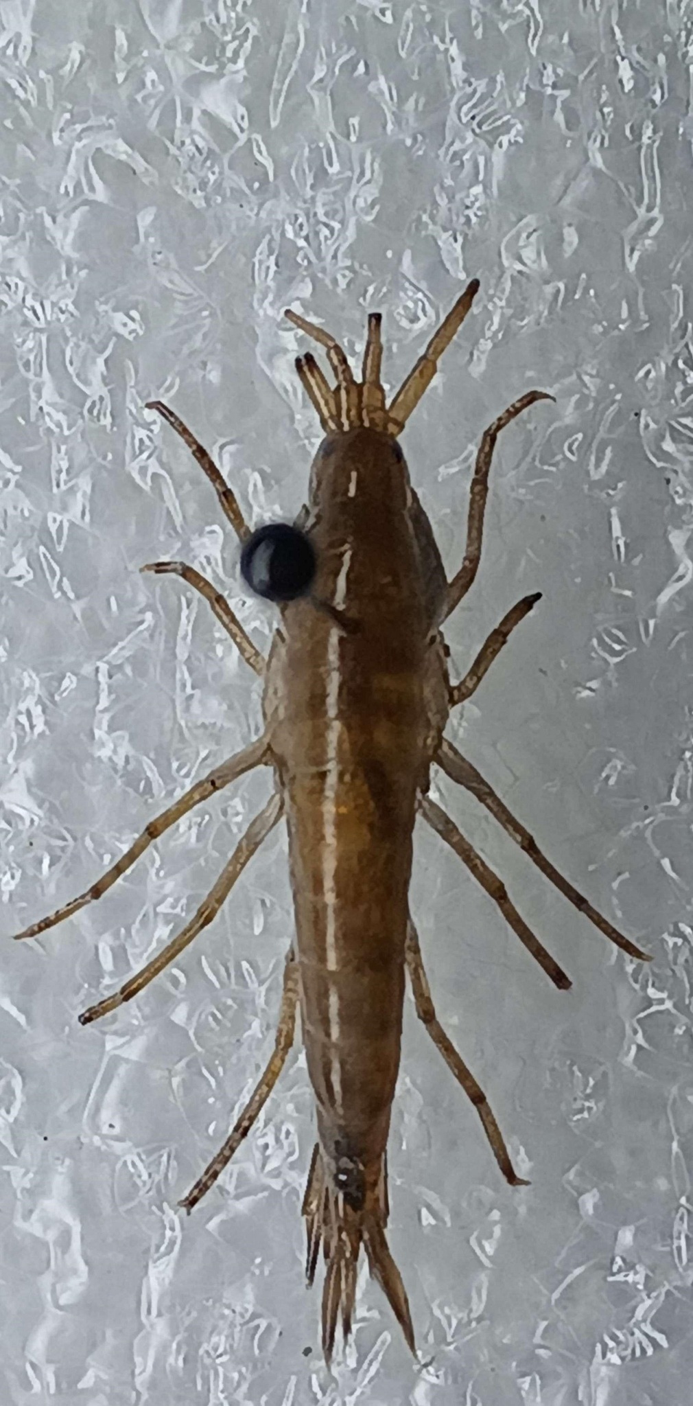 Gammarus lacustris G.O.Sars, 1863