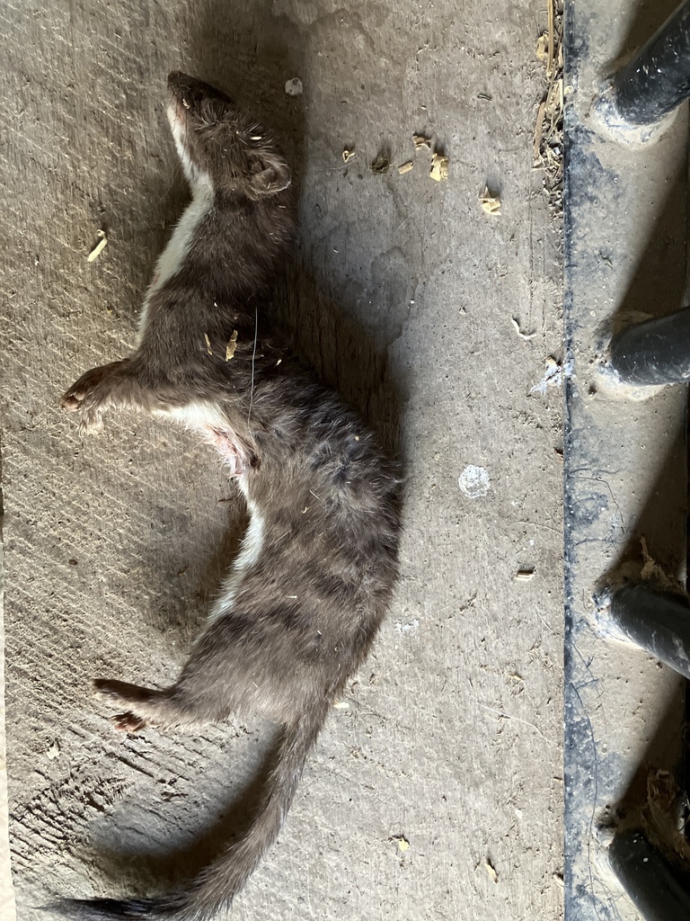 Long-tailed Weasel from High Bridge Rd, Lancaster, KY, US on April 23 ...