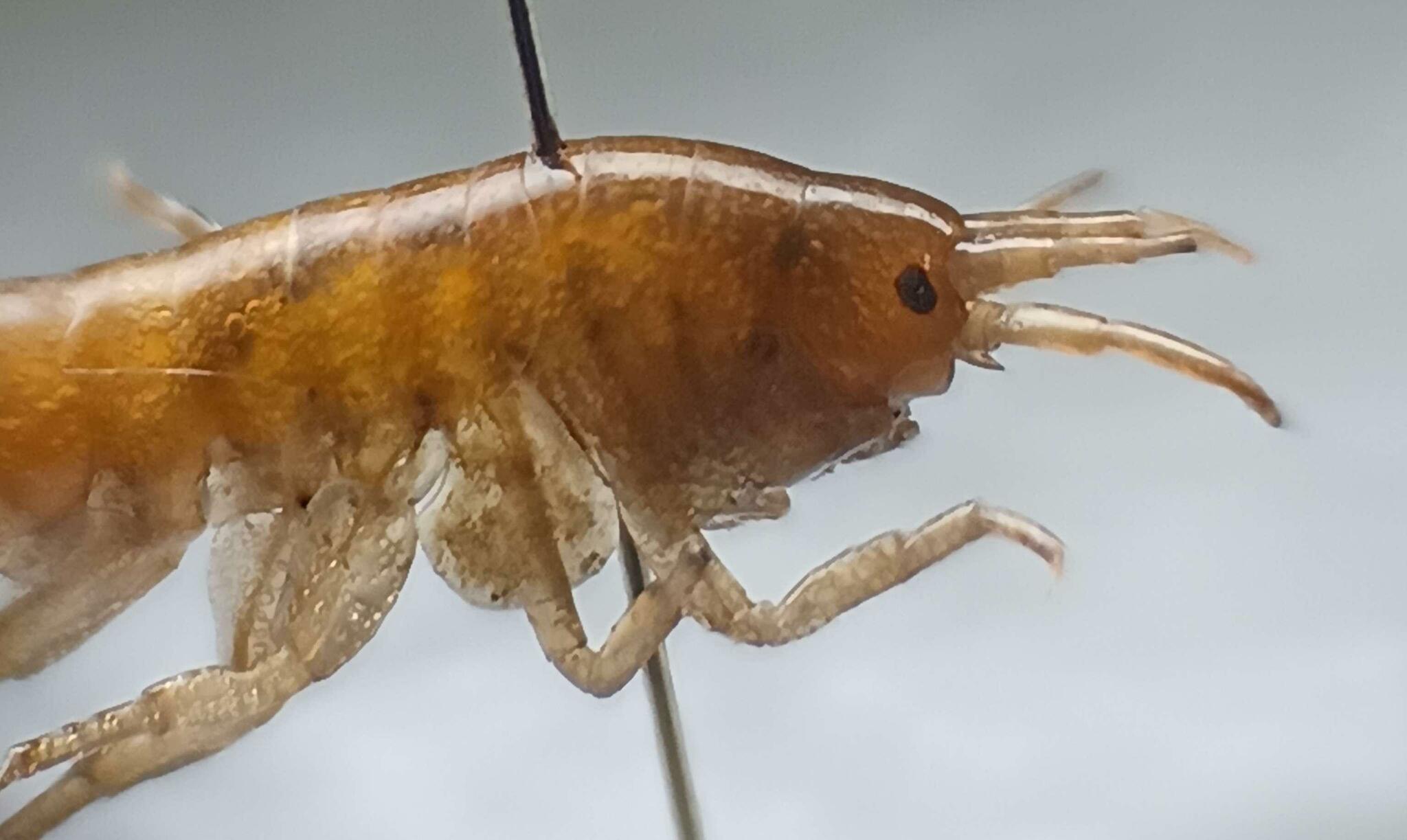 Gammarus lacustris G.O.Sars, 1863