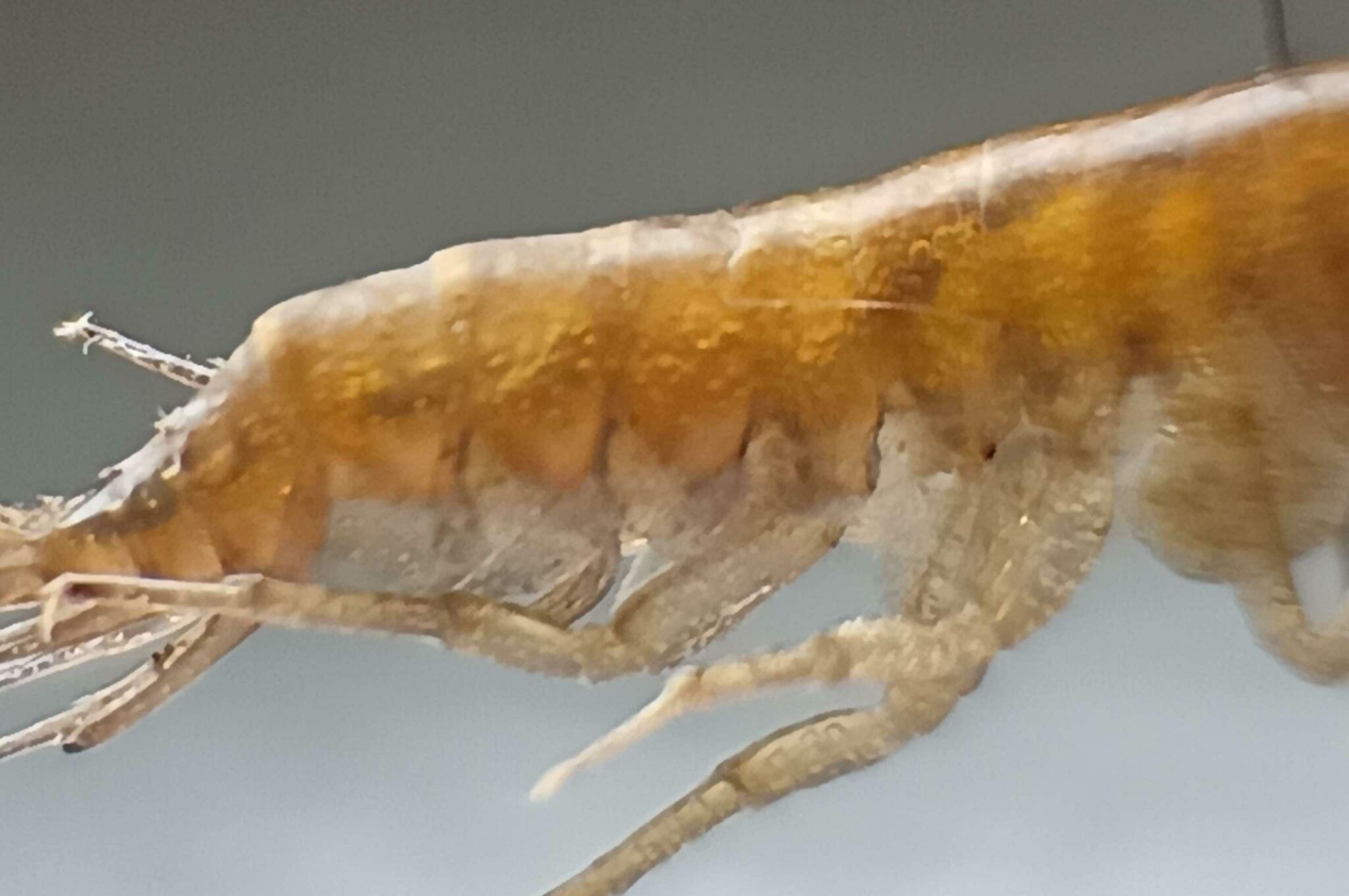 Gammarus lacustris G.O.Sars, 1863