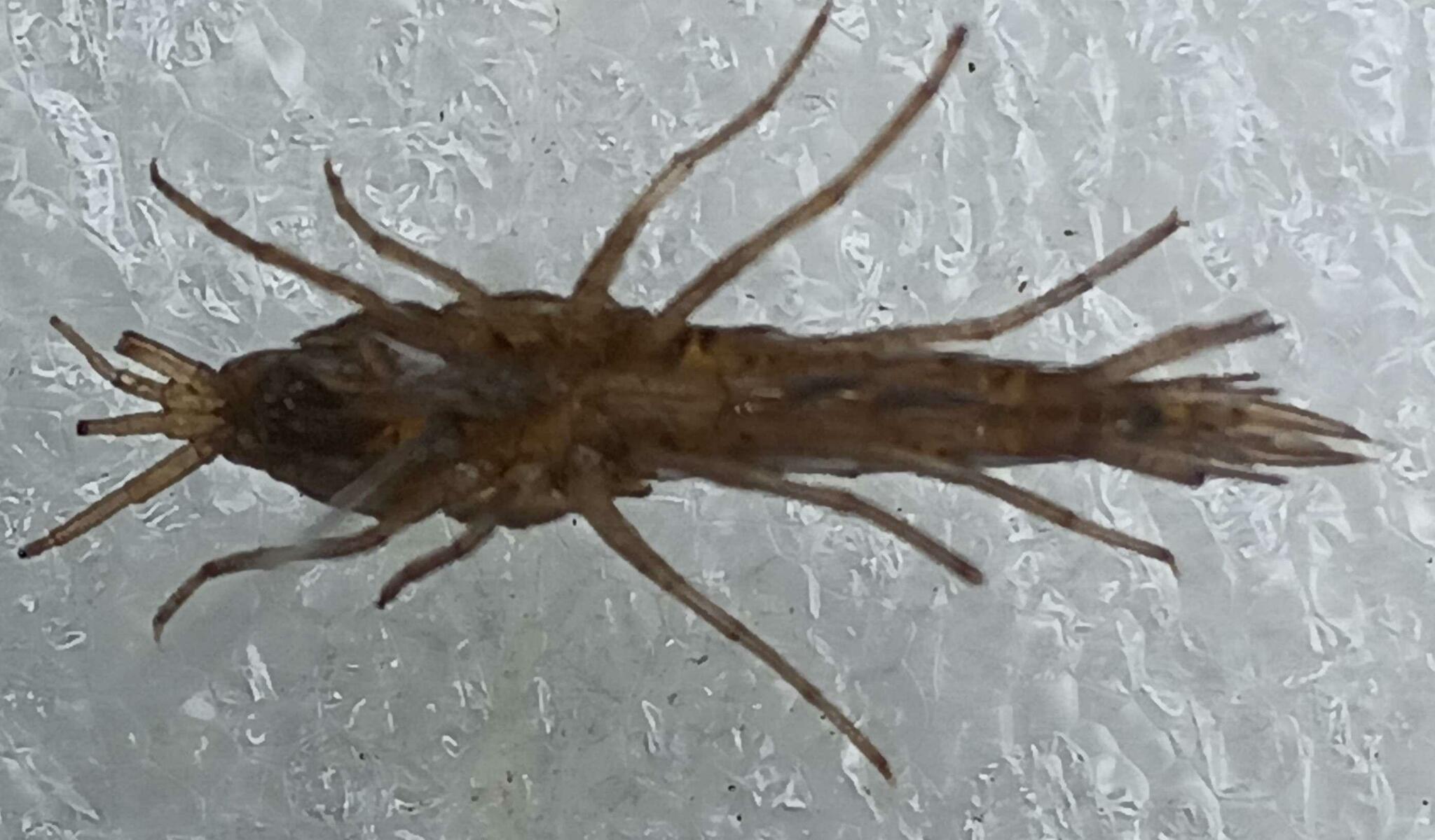 Gammarus lacustris G.O.Sars, 1863