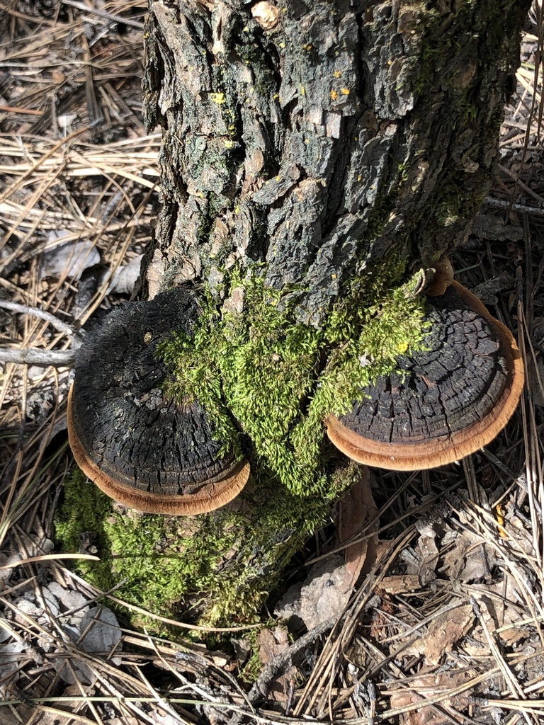 Cracked Cap Polypore from Coconino County, US-AZ, US on April 23, 2023 ...
