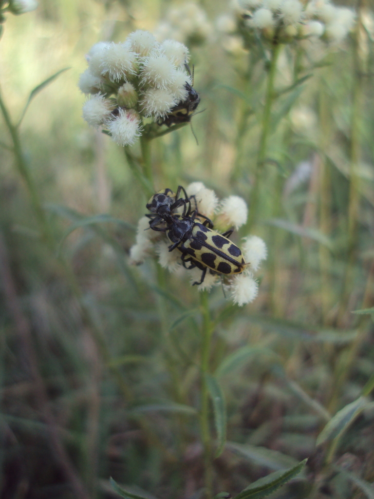 Spotted Maize Beetle from González Moreno, Provincia de Buenos Aires ...