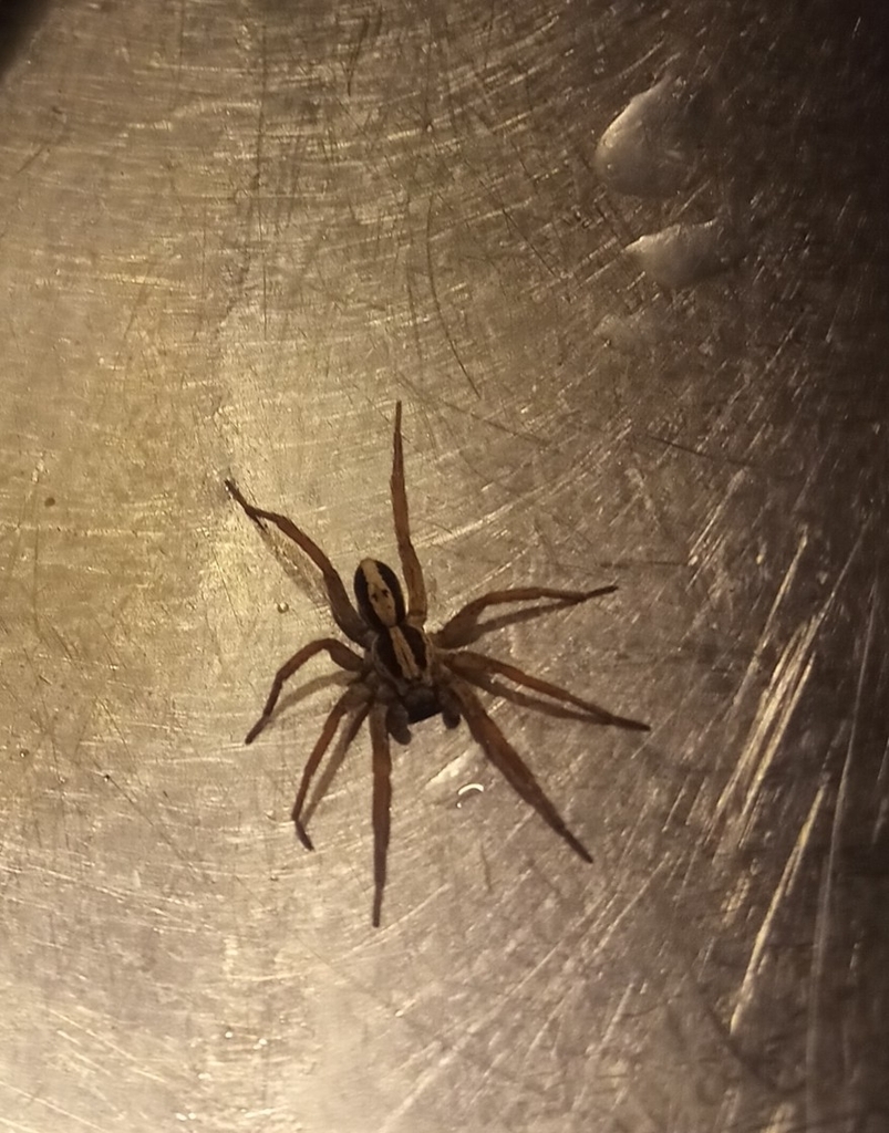 Wolf Spiders from Wantirna South VIC 3152, Australia on April 23, 2023 ...