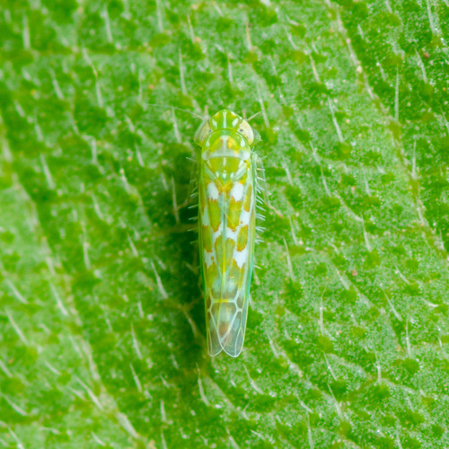 Subgenus Hebata · iNaturalist