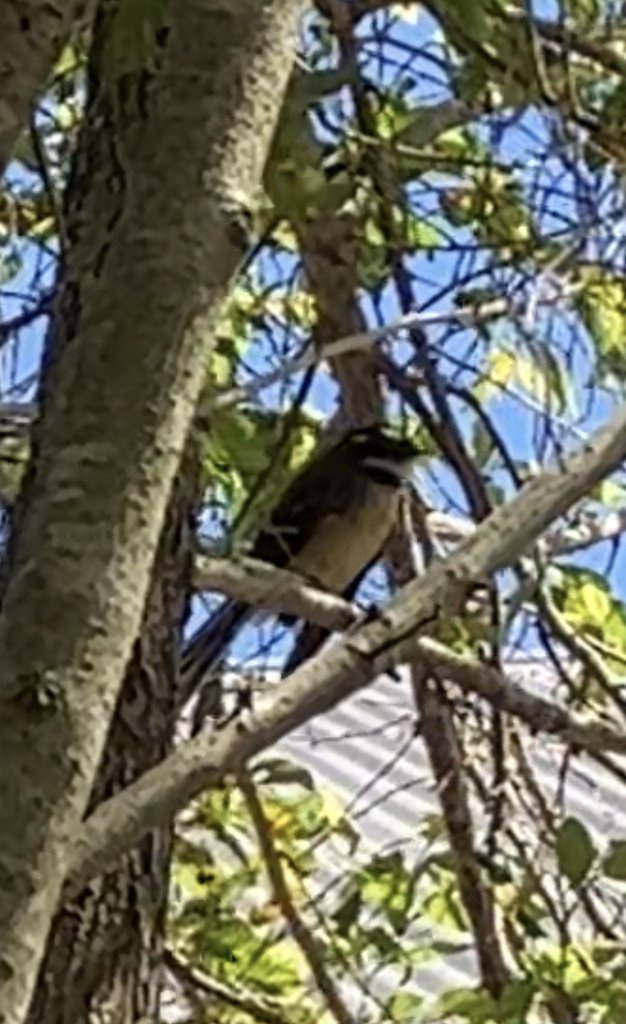 Grey Fantail from Gower St, Toowong, QLD, AU on April 14, 2023 at 09:25 ...