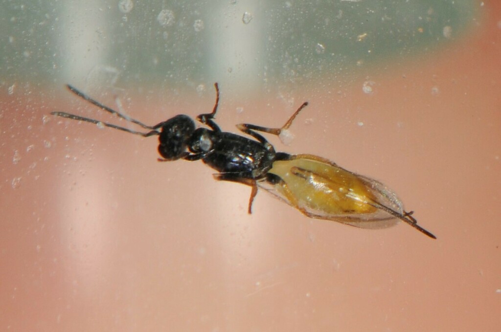 Chalcidoid Wasps from Albuquerque Open Space, NM, USA on April 23, 2023 ...