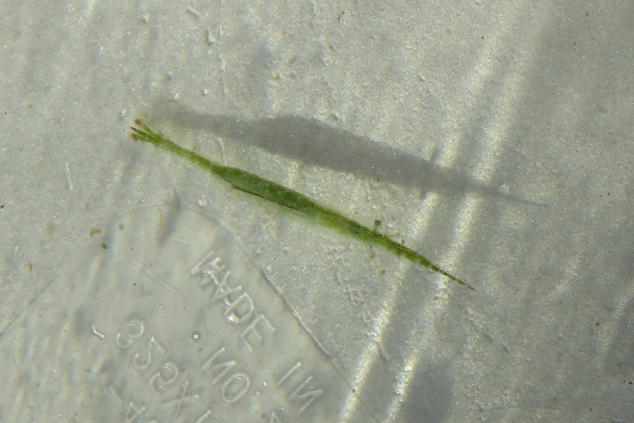 Tozeuma carolinense Kingsley, 1878