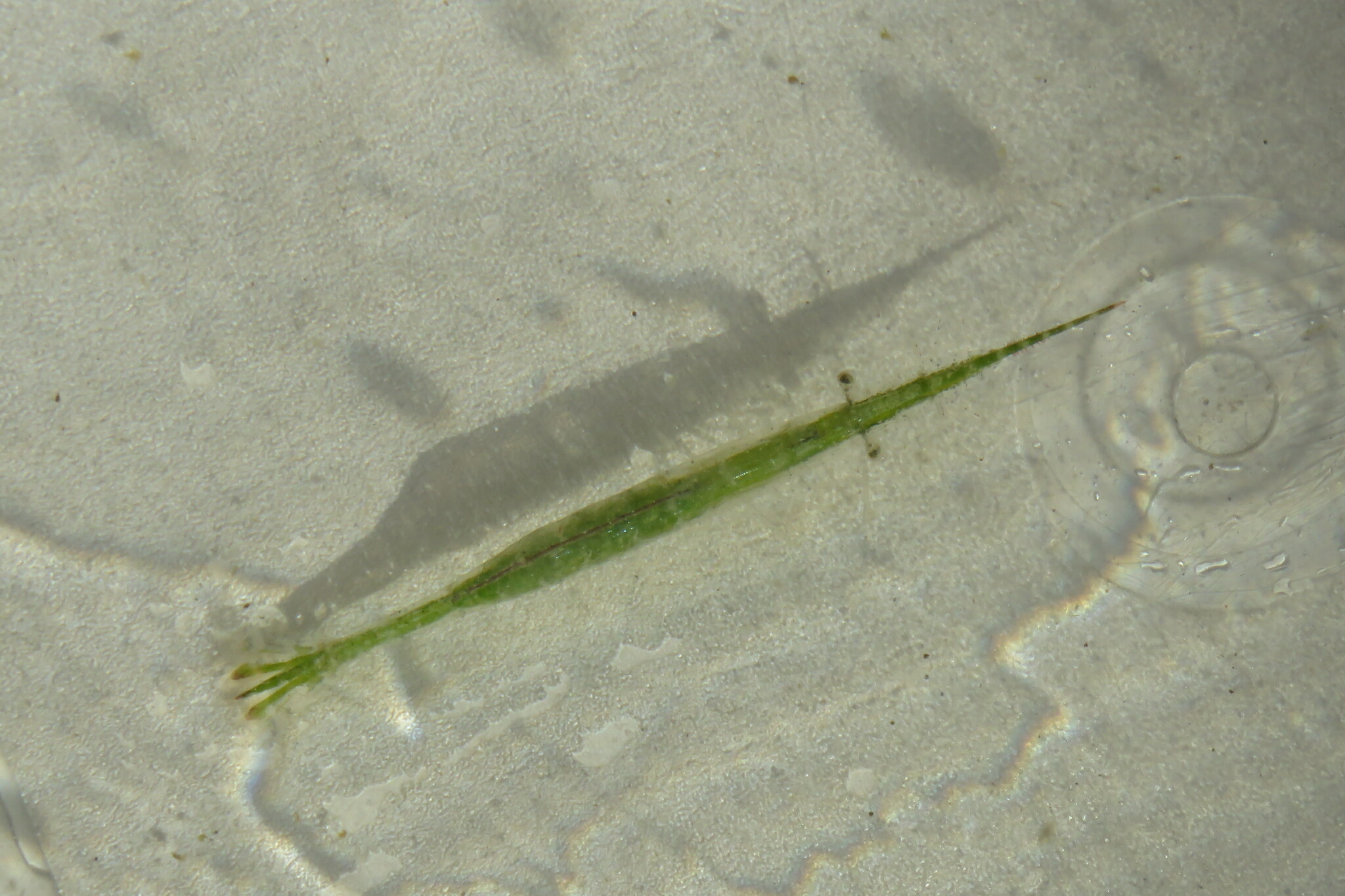 Tozeuma carolinense Kingsley, 1878