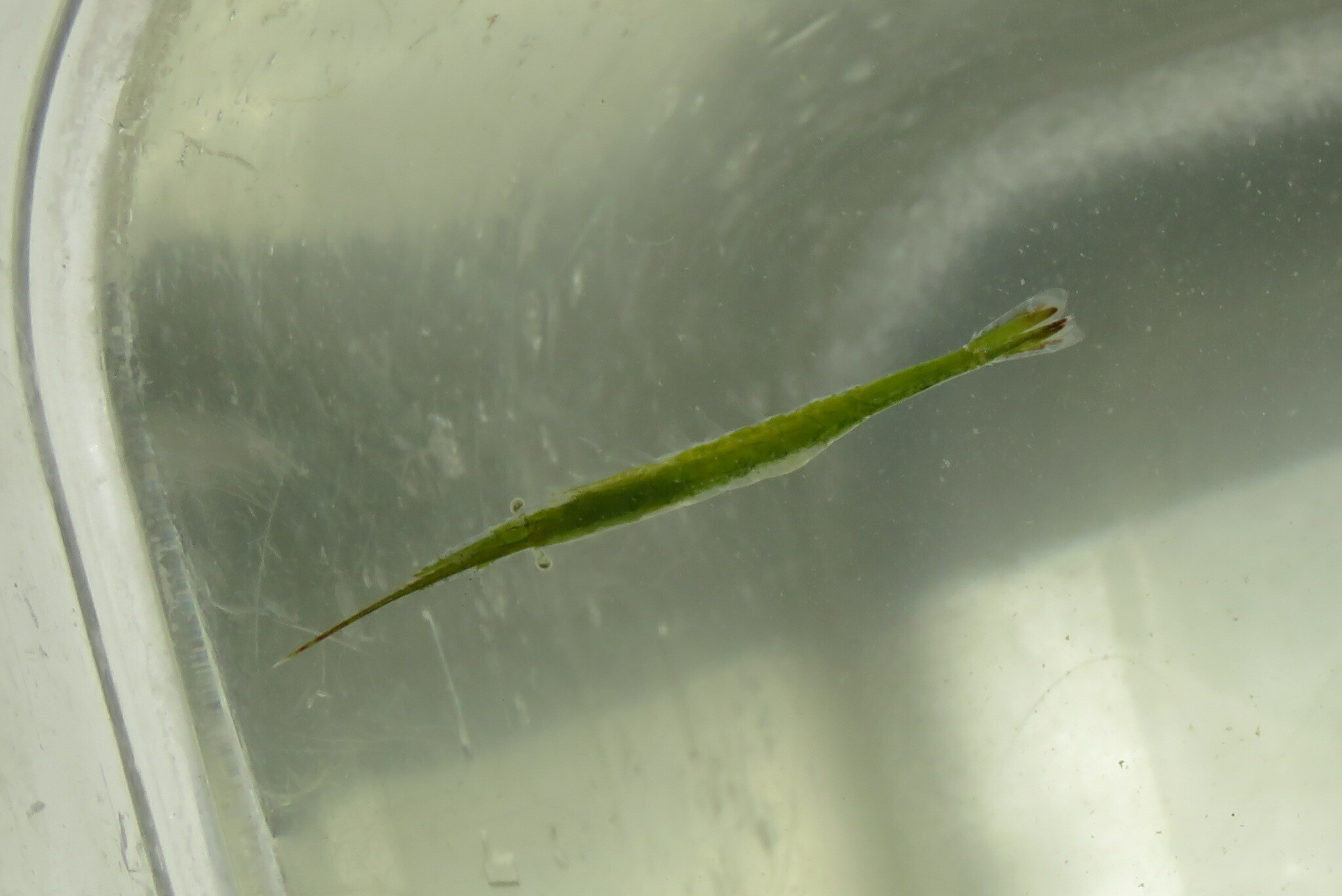 Tozeuma carolinense Kingsley, 1878