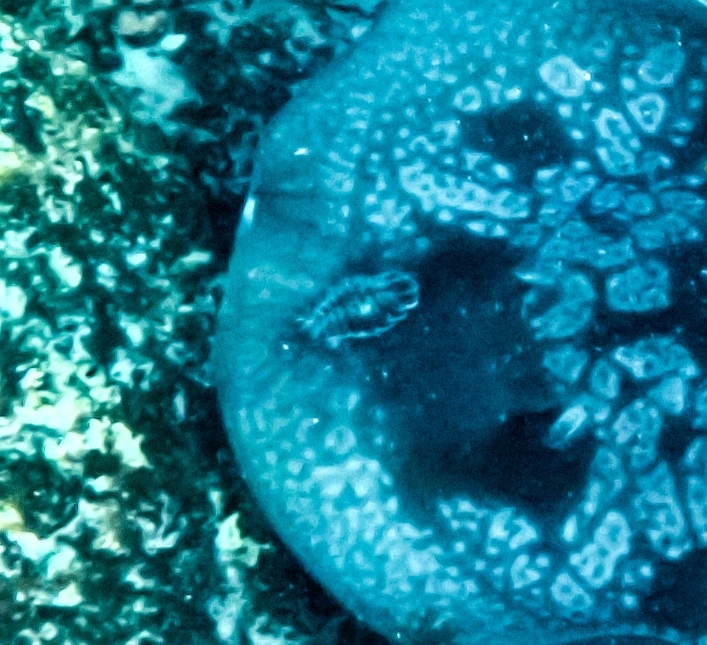 Fish Isopods in April 2023 by k_freemantle. On a Stingray. · iNaturalist