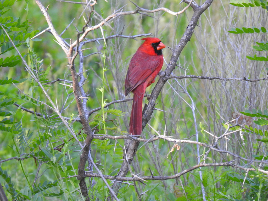 Northern Cardinal from Flower Mound, TX, USA on April 23, 2023 at 05:48 ...