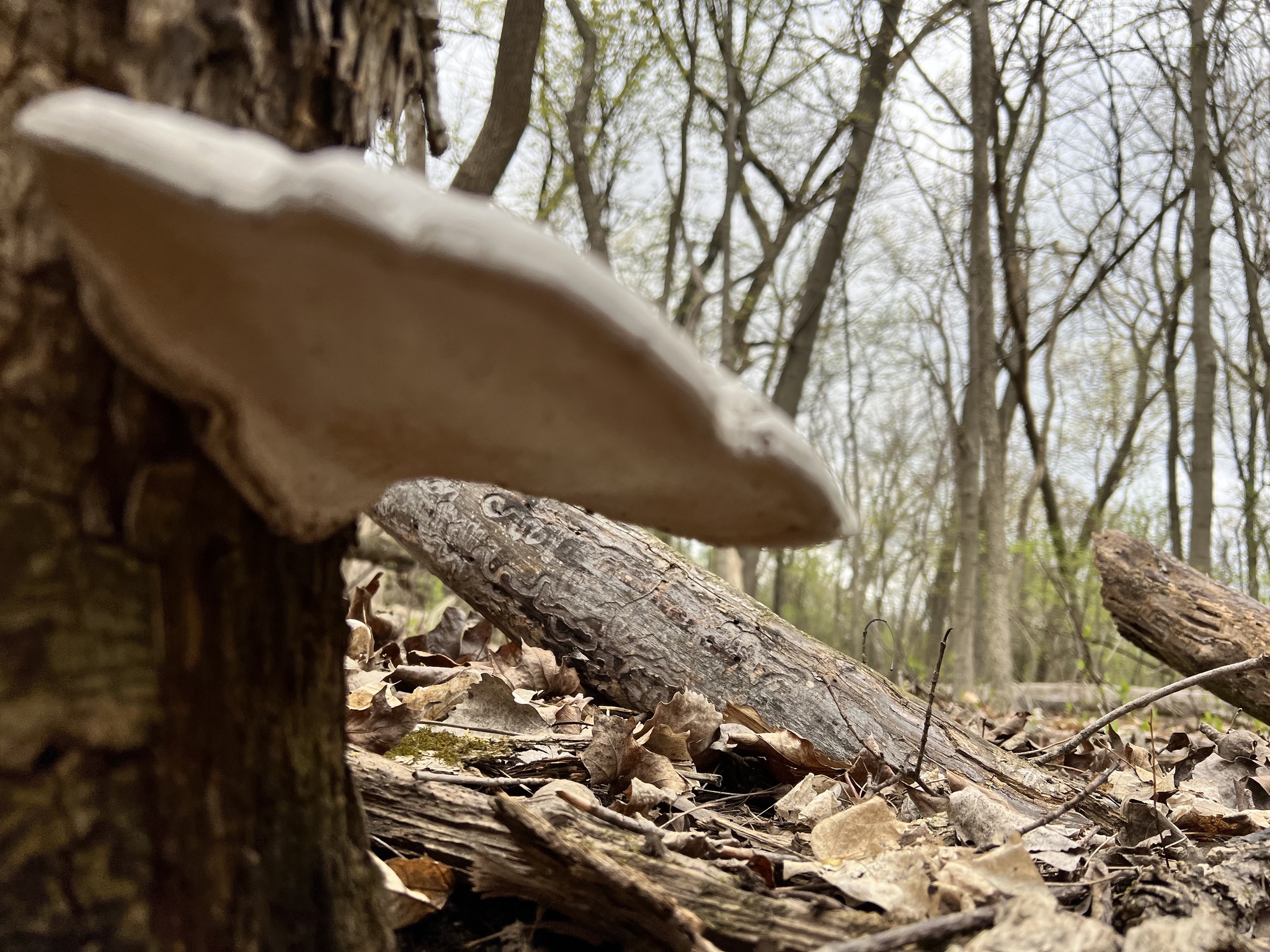 Ganoderma megaloma (Lév.) Bres.