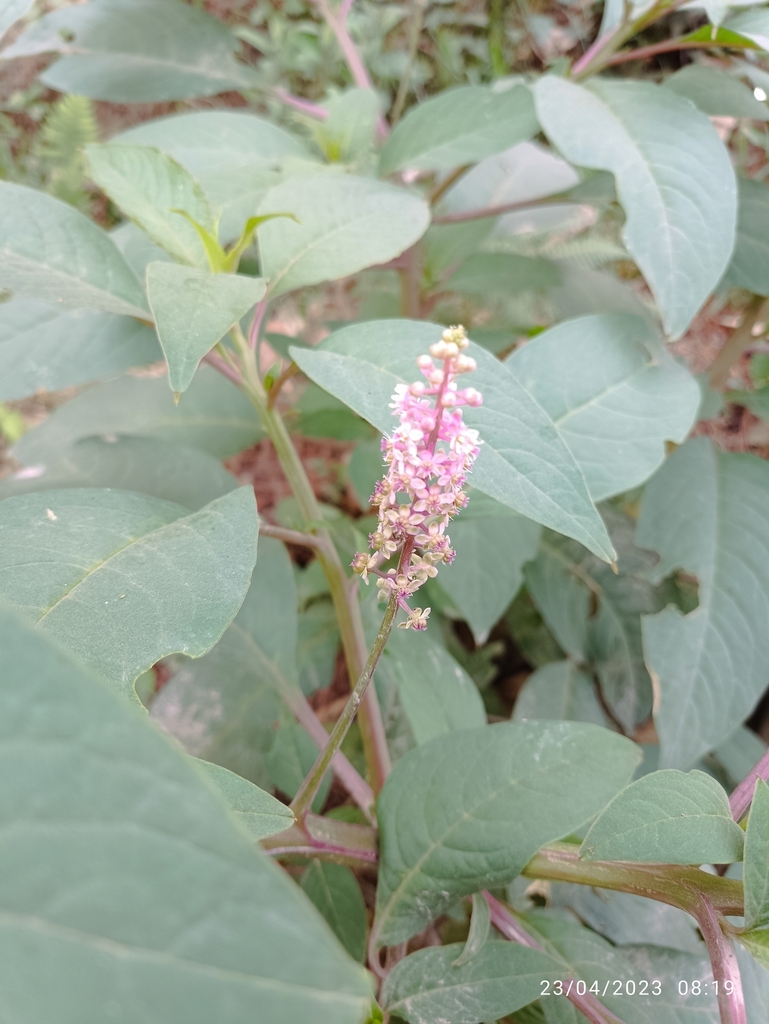 Phytolacca rugosa from Coapilla, 29650 Coapilla, Chis., México on April ...