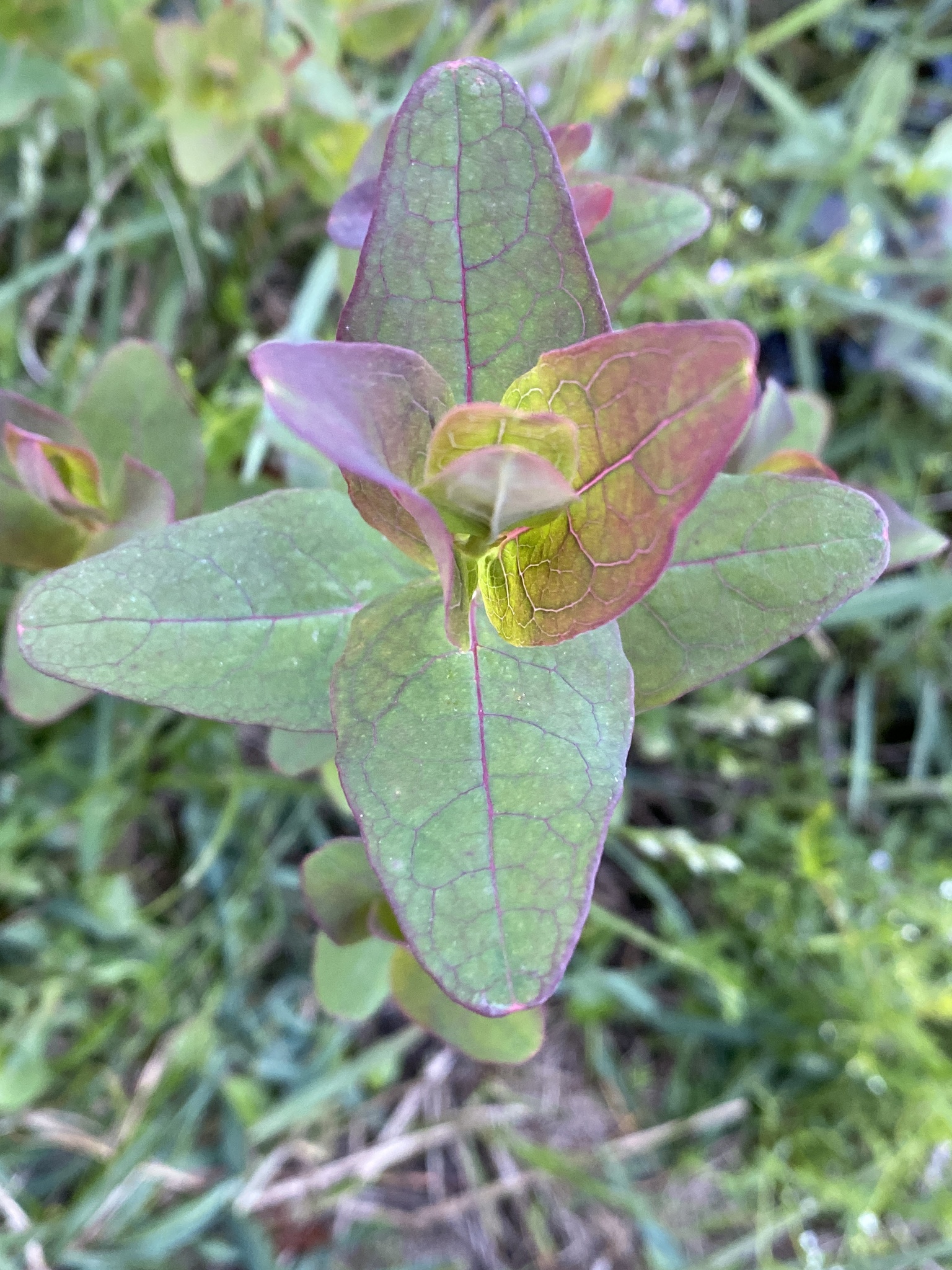 Hypericum virginicum L.