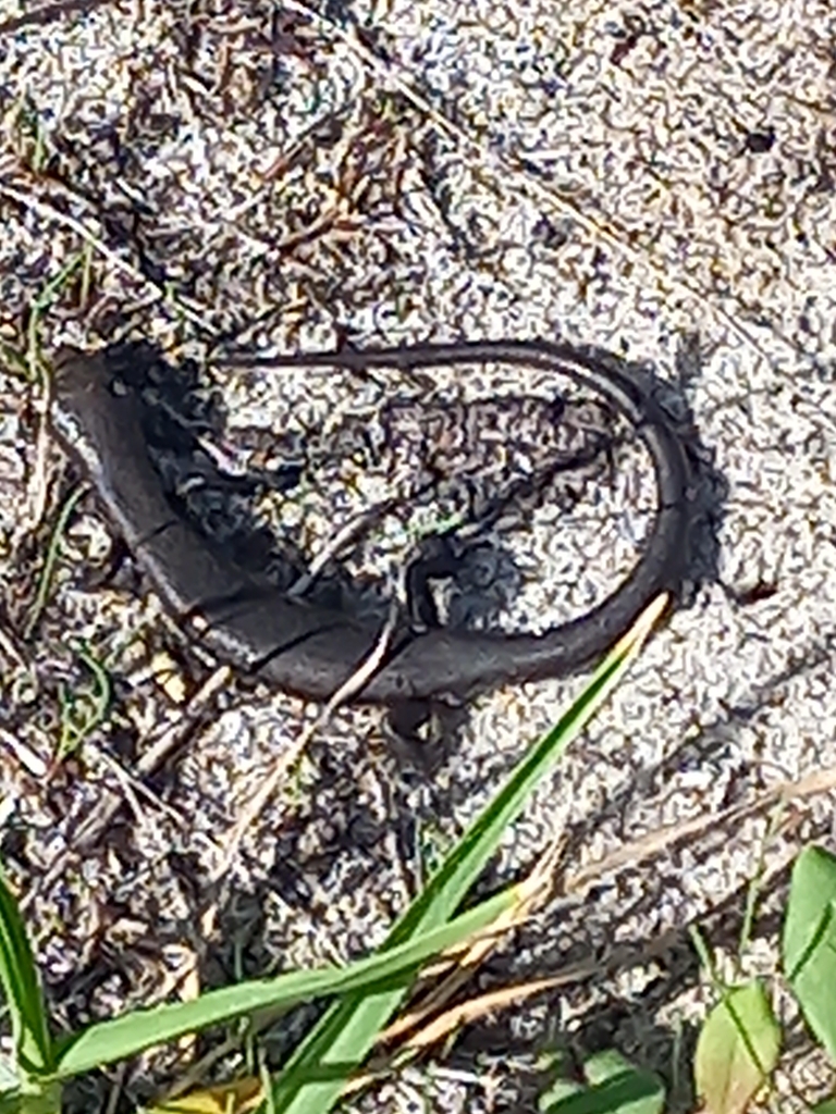 Shore Skink in April 2023 by Dwayne · iNaturalist