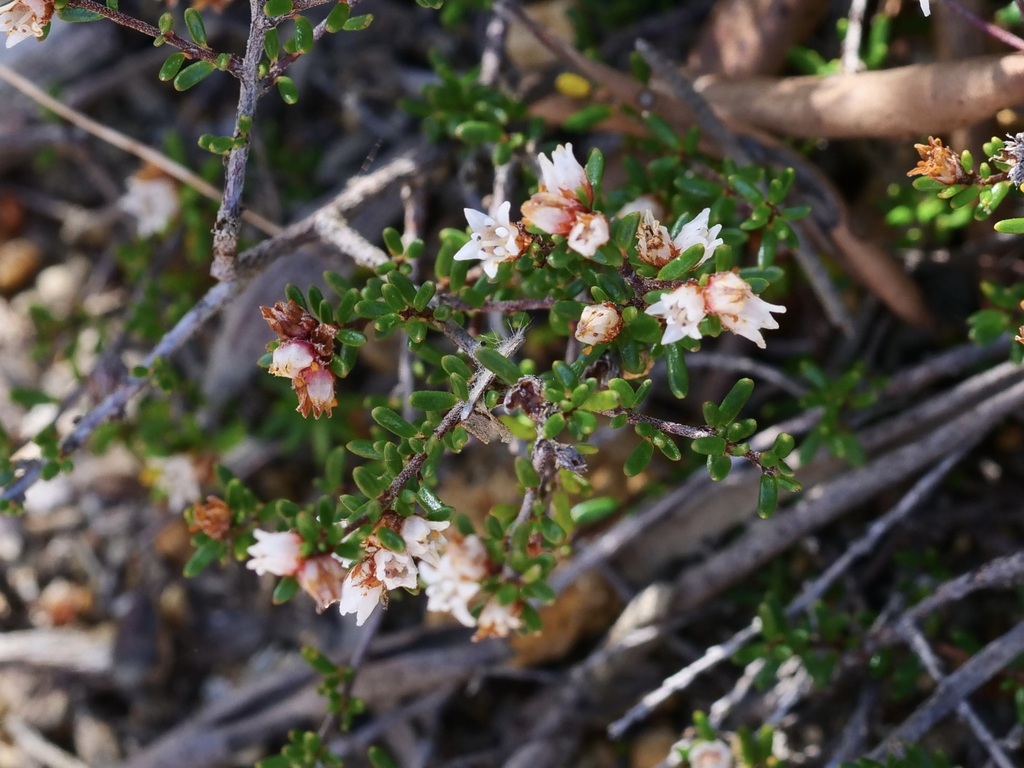 Cryptandra congesta in April 2023 by Keith Morris · iNaturalist