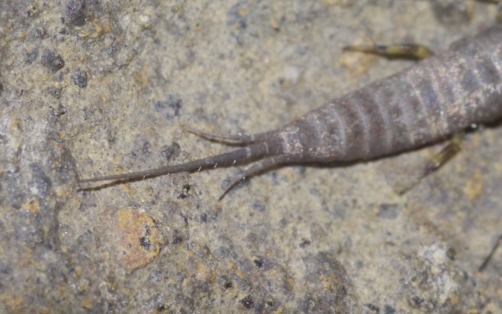 Petrobius brevistylis Carpenter, 1913