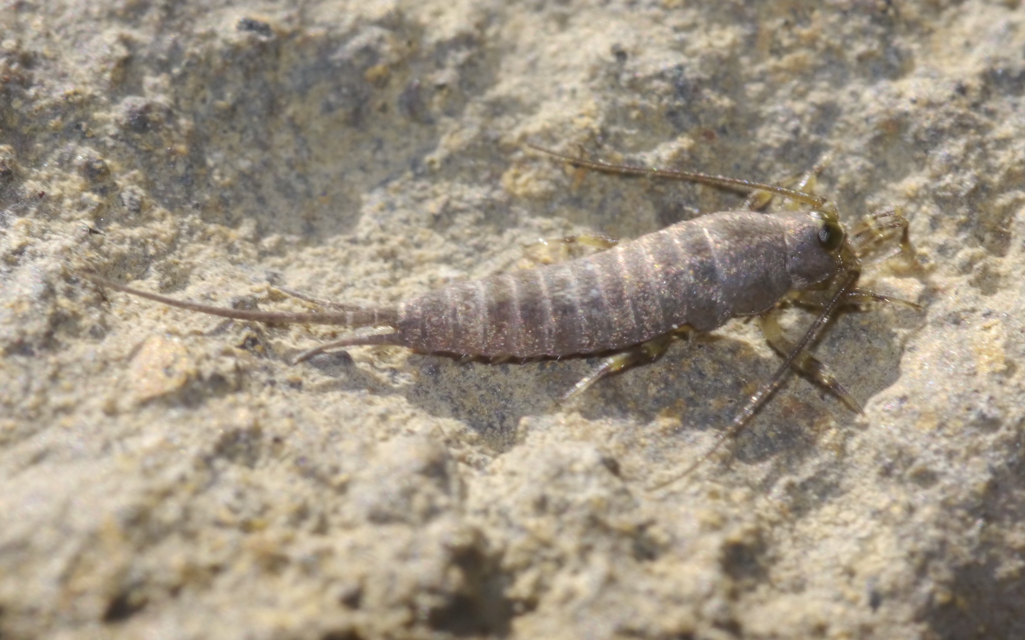 Petrobius brevistylis Carpenter, 1913