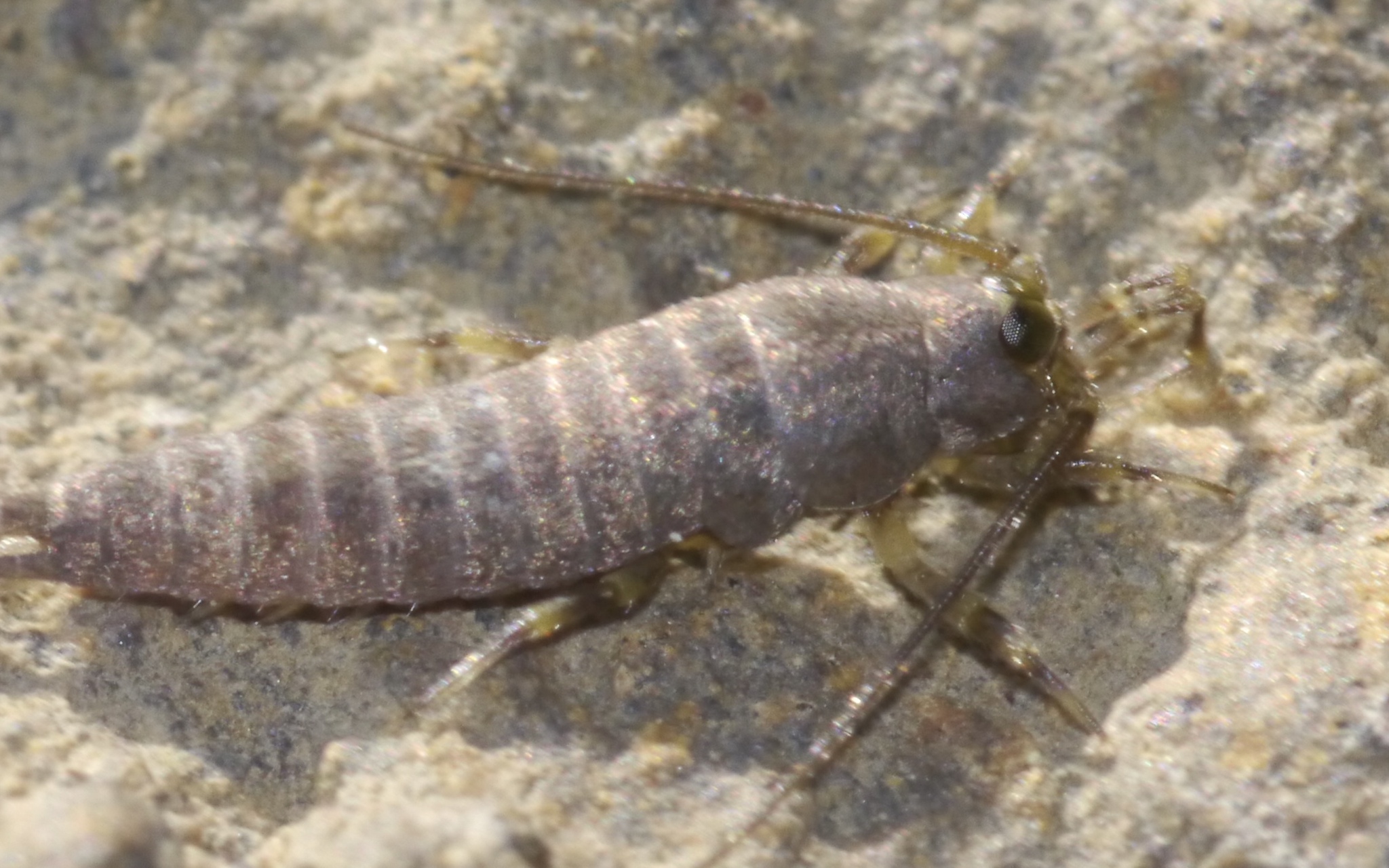 Petrobius brevistylis Carpenter, 1913