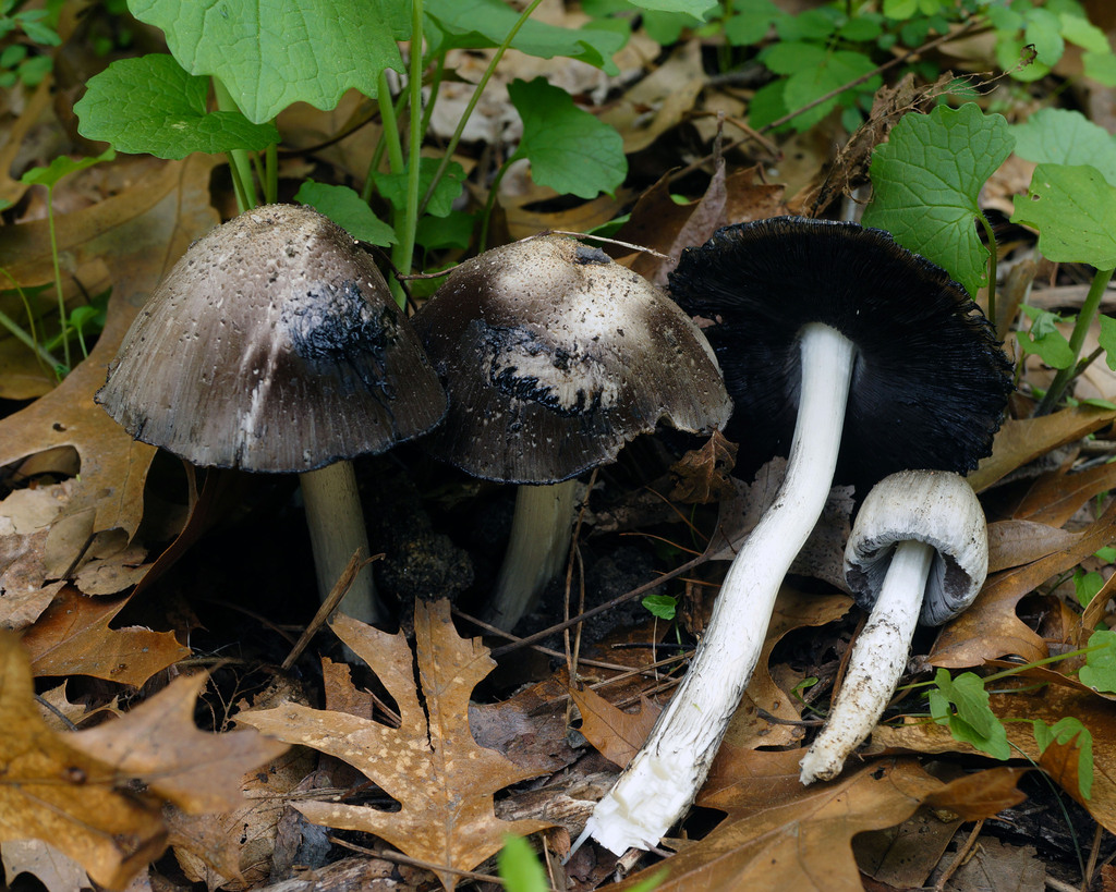 Common Ink Cap from Cunningham Park, Queens, NY, USA on April 22, 2023 ...