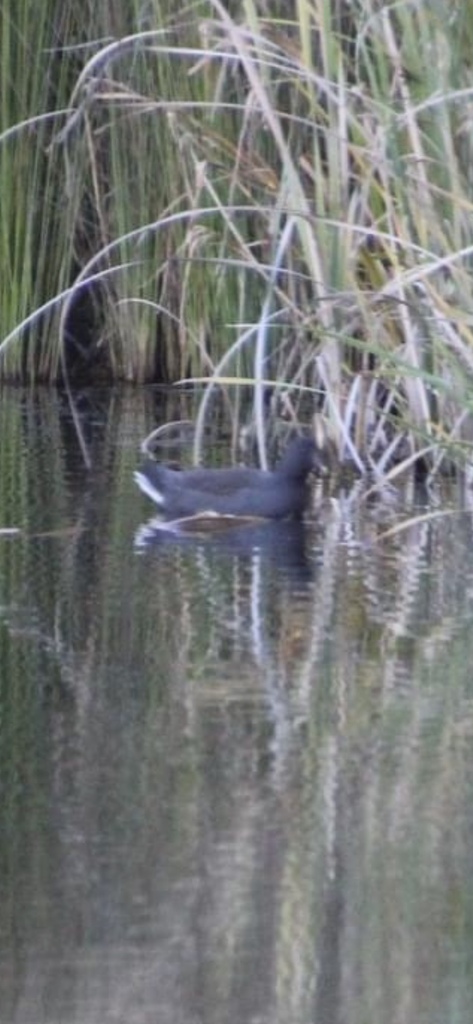 Dusky Moorhen from Eucumbene River, Nimmo, NSW, AU on April 21, 2023 at ...