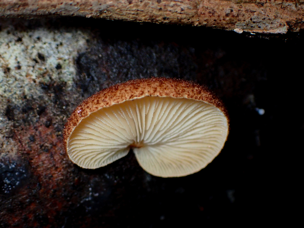 Crepidotus eucalyptorum from Somersby Falls, NSW, Australia on April 23 ...