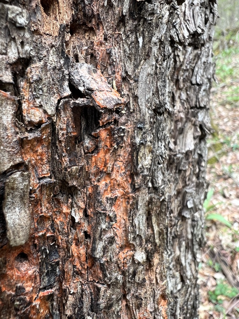 sap yeast in April 2023 by rbartgis. staining Ostrya sap from sapsucker ...