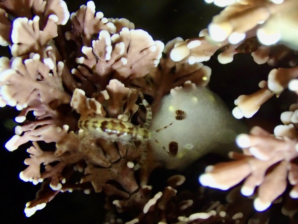 Ischyroceridae from San Diego County, CA, USA on April 22, 2023 at 07: ...