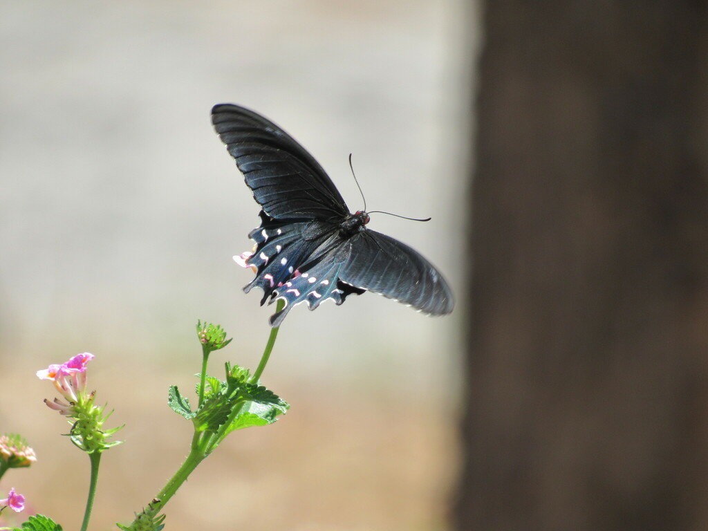 White-dotted Cattleheart (Parides alopius) (Wildlife of the United ...