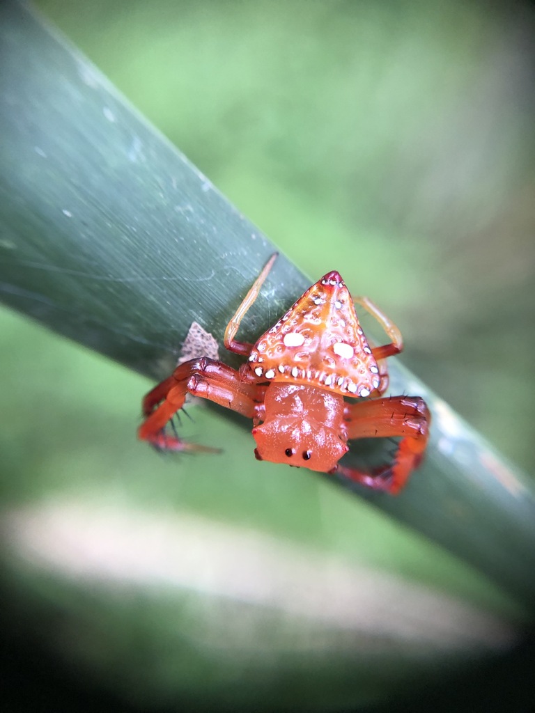 Common Triangular Spider in February 2023 by cwelden_ecp · iNaturalist
