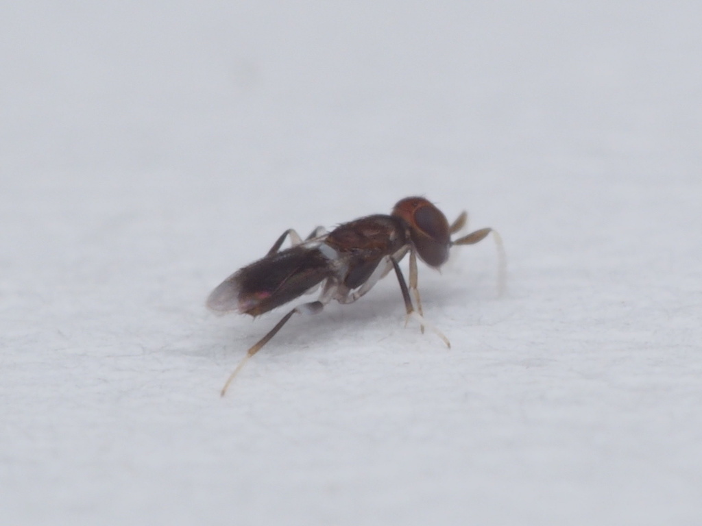 Encyrtidae from North Island, Kaeo, Northland, NZ on April 23, 2023 at ...