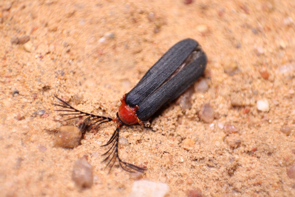 Douglas fir glow-worm from Spring Valley, CA, USA on April 15, 2023 at ...