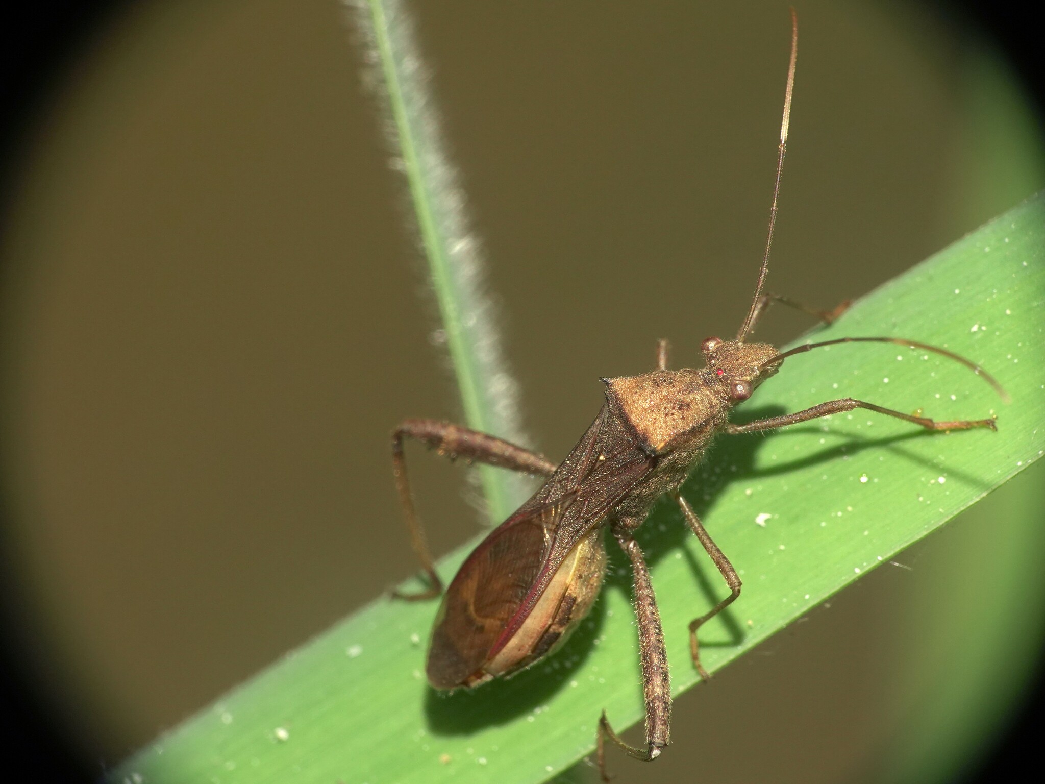 Riptortus linearis (Fabricius, 1775)