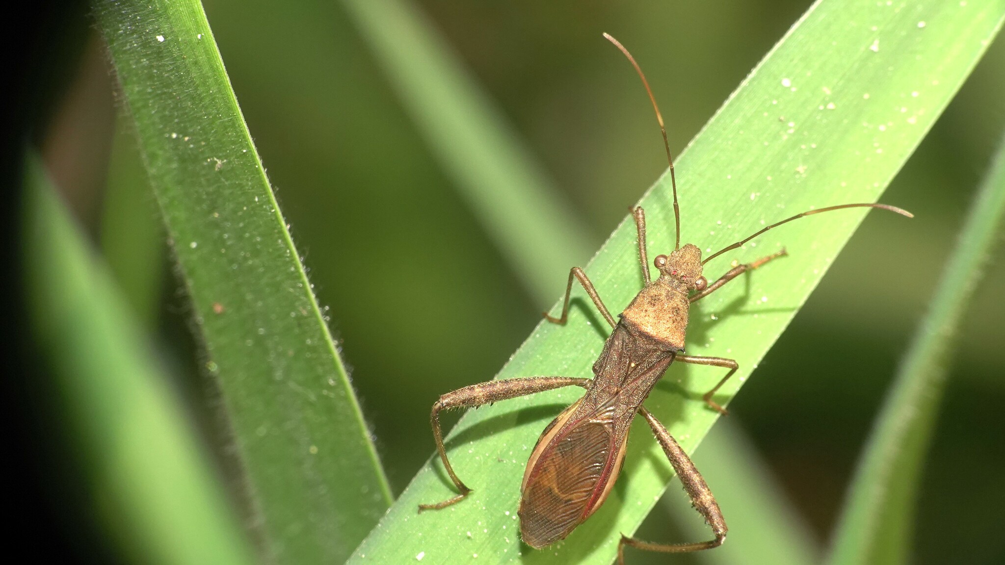 Riptortus linearis (Fabricius, 1775)