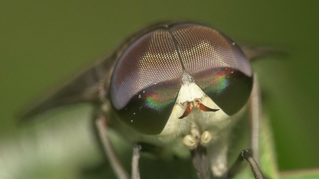 Tabanus rubidus from Goregaon, Mumbai, Maharashtra, India on April 18, 2023 at 09:38 AM by ...